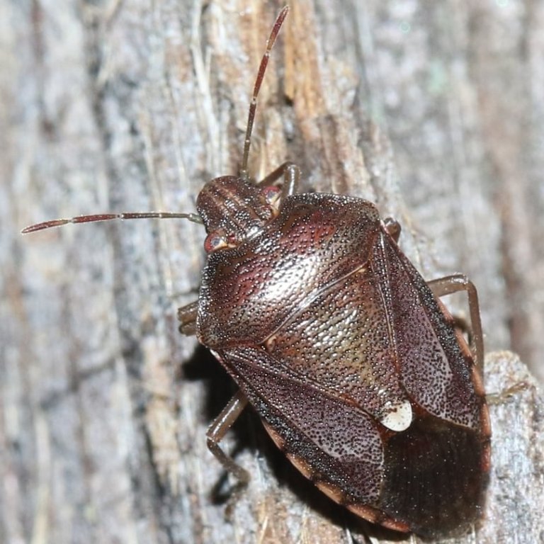 Stink Bugs, Shield Bugs, and related Plant Bugs of Columbia County ...