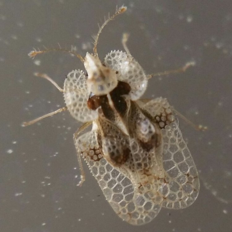 Assassin Bugs, Capsid Bugs, and related Mirids of Columbia County ...