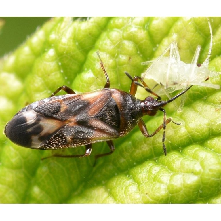 Assassin Bugs, Capsid Bugs, and related Mirids of Columbia County ...