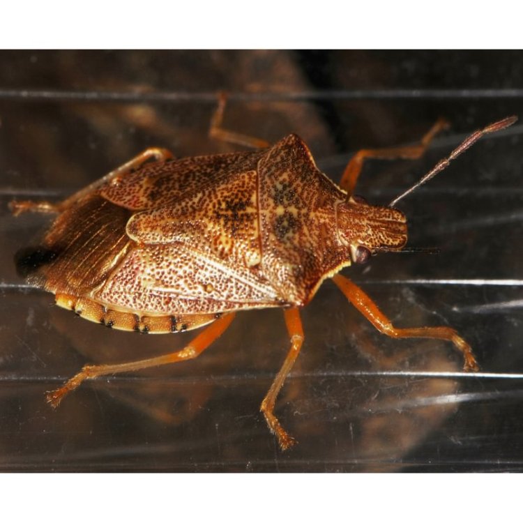 Stink Bugs, Shield Bugs, and related Plant Bugs of Columbia County ...