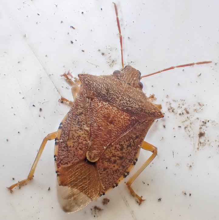 Stink Bugs, Shield Bugs, and related Plant Bugs of Columbia County ...