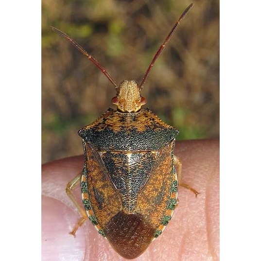 Stink Bugs, Shield Bugs, and related Plant Bugs of Columbia County ...