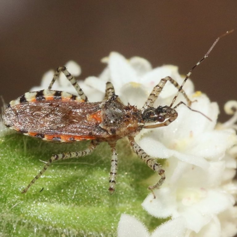 Assassin Bugs, Capsid Bugs, and related Mirids of Columbia County ...