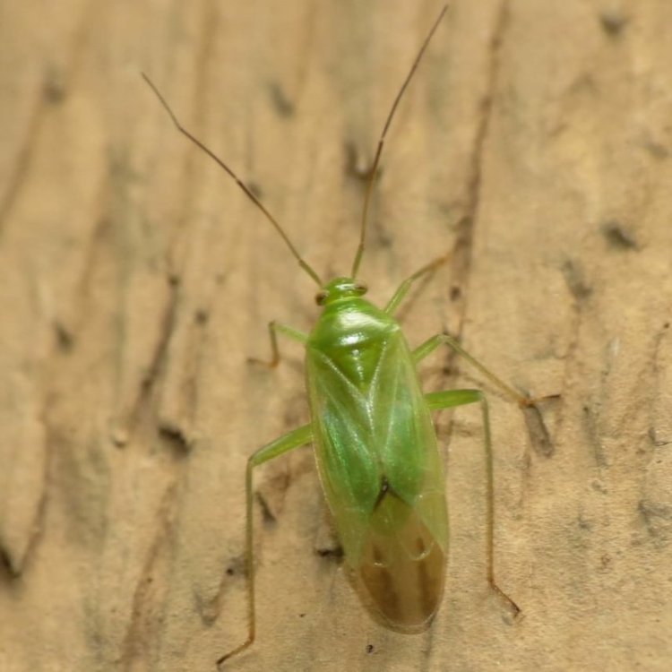 Common Green Capsid Lygocoris pabulinus – Wild Columbia County