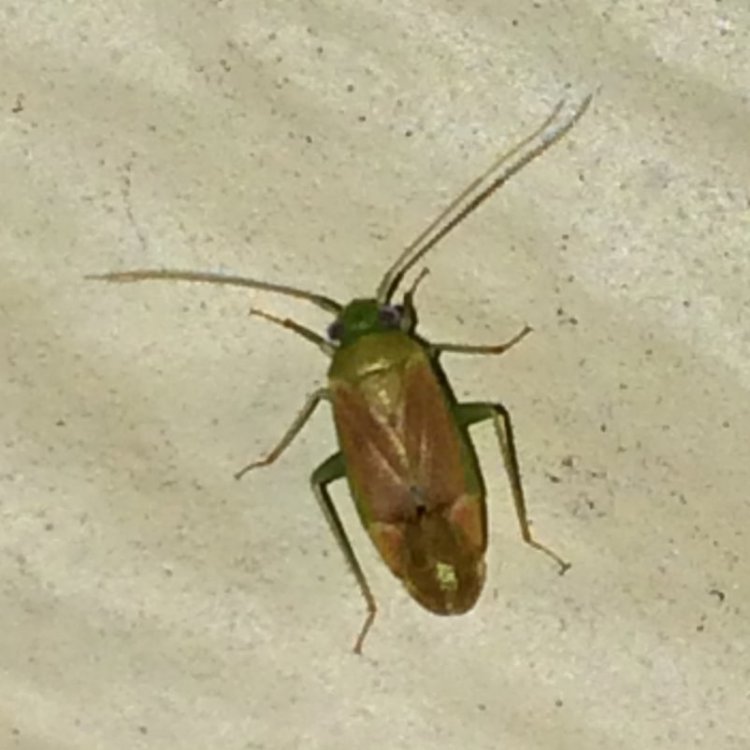 Assassin Bugs, Capsid Bugs, and related Mirids of Columbia County ...