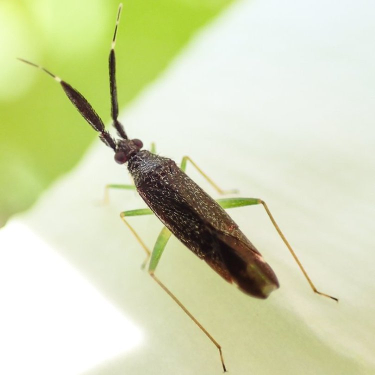 Assassin Bugs, Capsid Bugs, and related Mirids of Columbia County ...