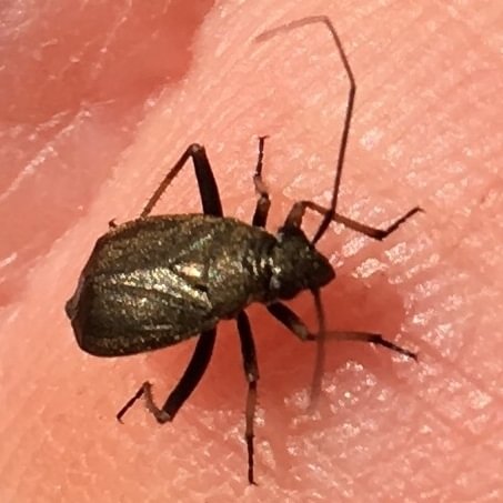 Assassin Bugs, Capsid Bugs, and related Mirids of Columbia County ...
