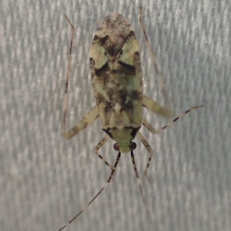Assassin Bugs, Capsid Bugs, and related Mirids of Columbia County ...