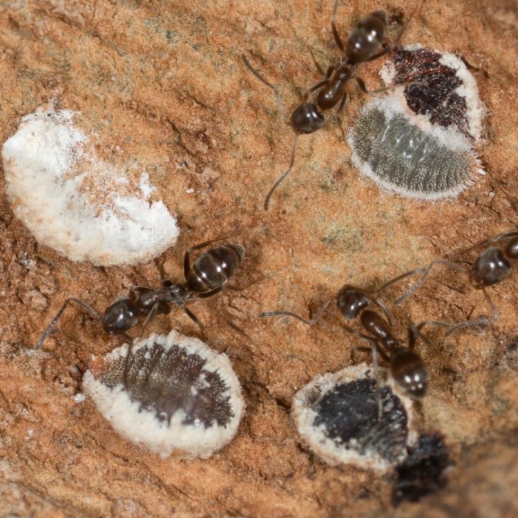 European Elm Scale Eriococcus spurius – Wild Columbia County