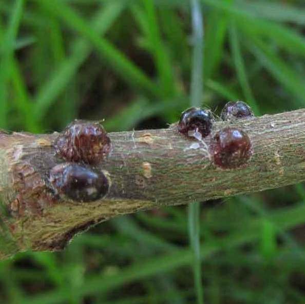 European Fruit Scale Parthenolecanium corni – Wild Columbia County