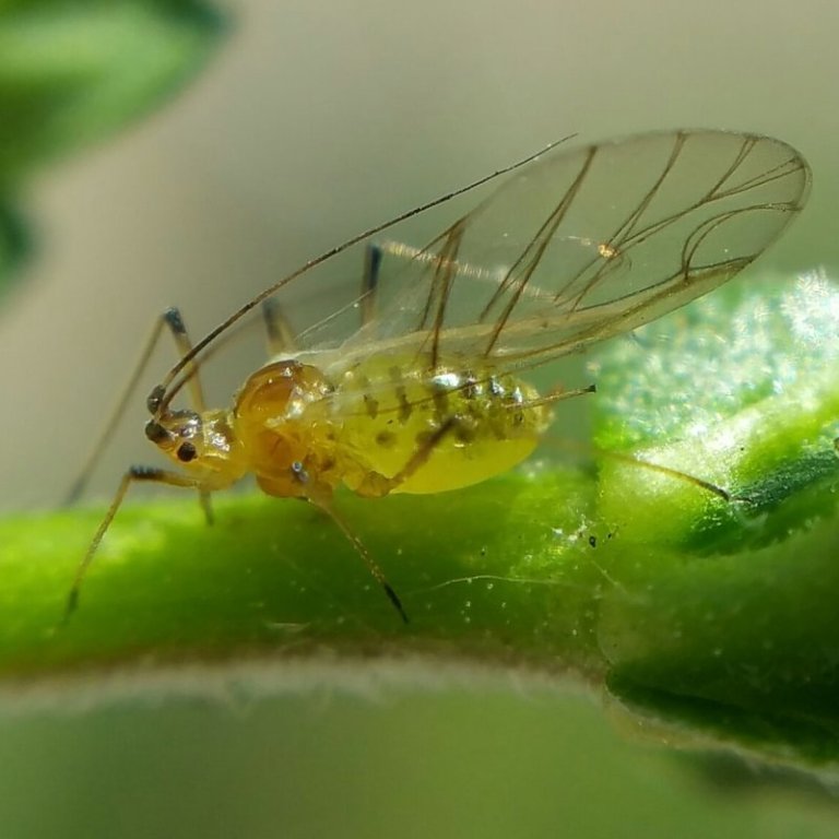 Aphids, Scale Insects, Thrips and Barklice of Columbia County, Oregon ...