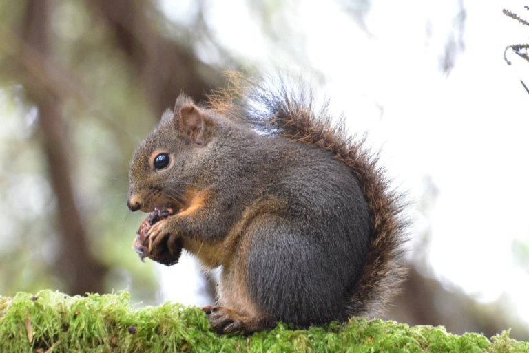 Squirrels of Northwest Oregon – Wild Columbia County