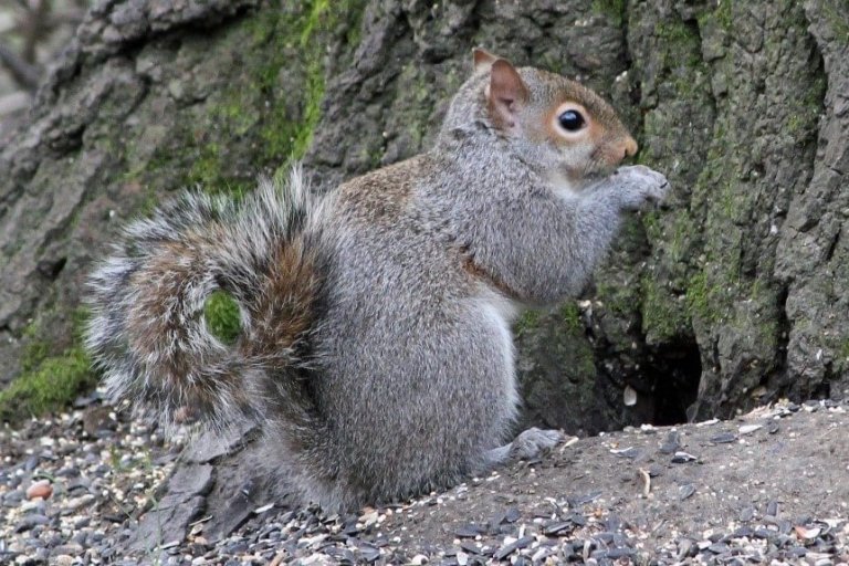 Squirrels of Northwest Oregon – Wild Columbia County