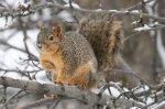 Squirrels of Northwest Oregon – Wild Columbia County