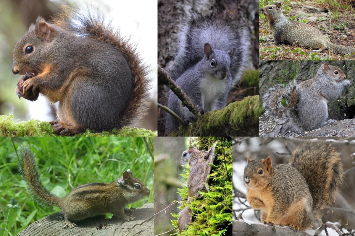Squirrels of Northwest Oregon – Wild Columbia County