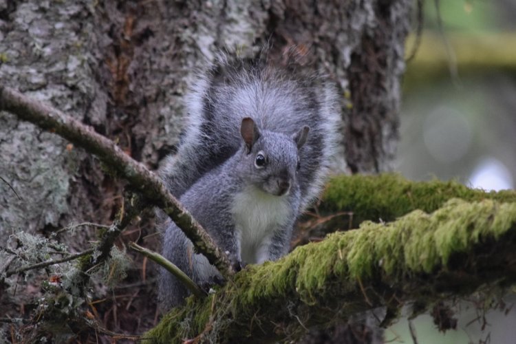 Squirrels of Northwest Oregon – Wild Columbia County