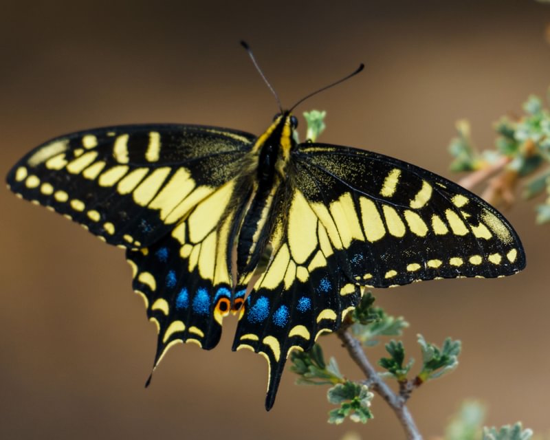 Anise Swallowtail Papilio zelicaon – Wild Columbia County