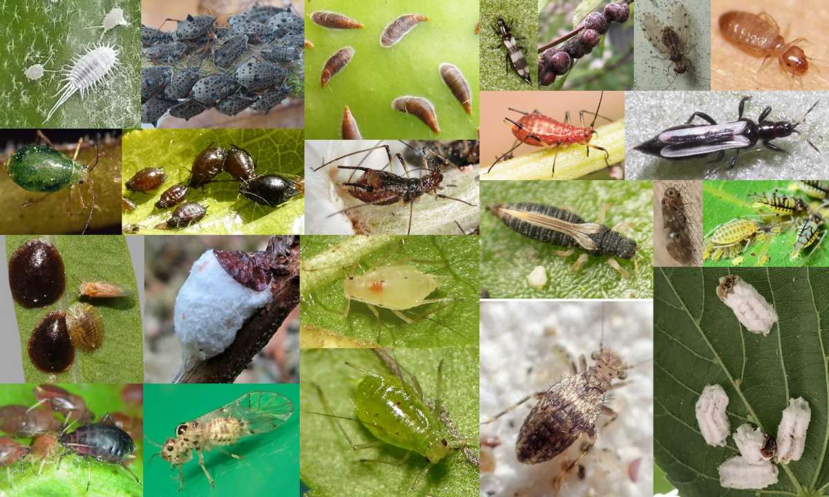 Aphids, Scale Insects, Thrips and Barklice of Columbia County, Oregon ...