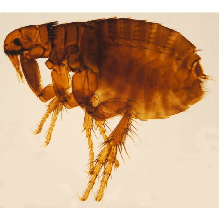 Dog Flea Ctenocephalides canis – Wild Columbia County