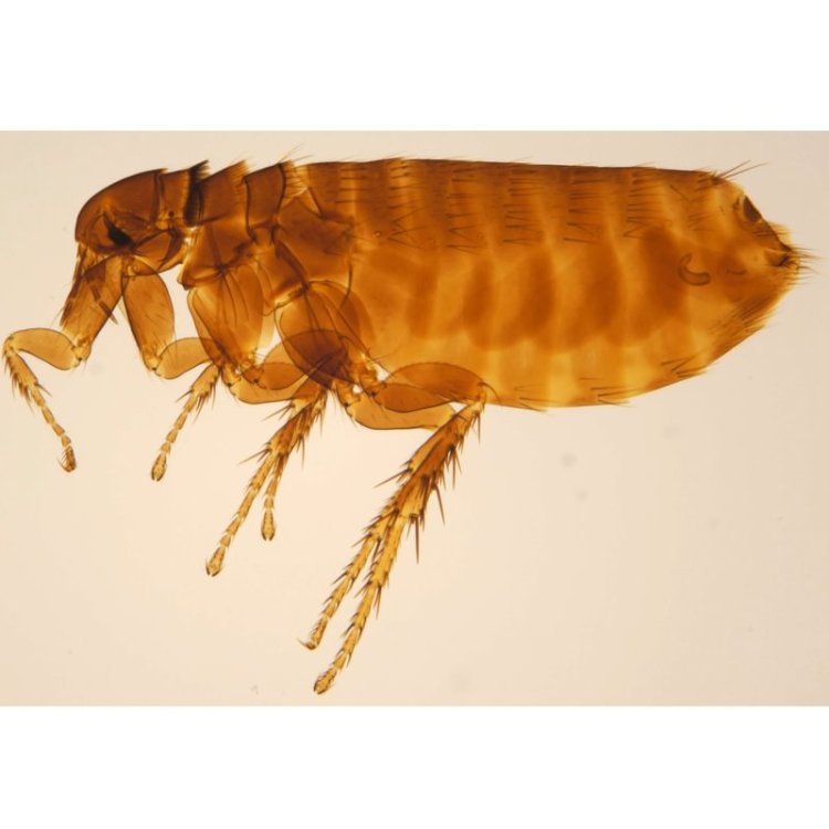 Hen Flea Ceratophyllus gallinae – Wild Columbia County