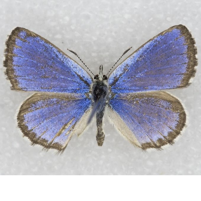 male Pacific Dotted-Blue Euphilotes enoptes bayensis – Wild Columbia County