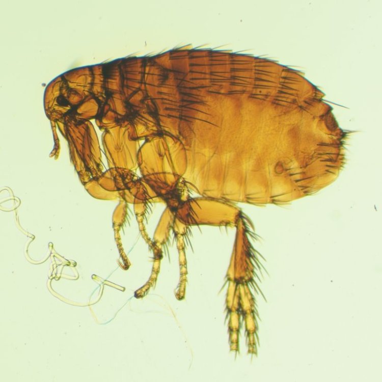 Rodent Flea Hoplopsyllus anomalus – Wild Columbia County