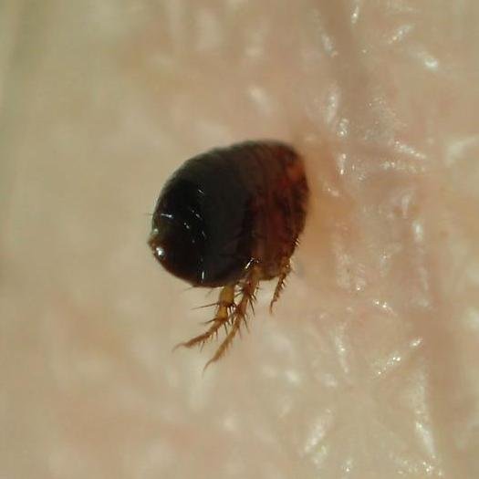Sticktight Flea Echidnophaga gallinacea – Wild Columbia County