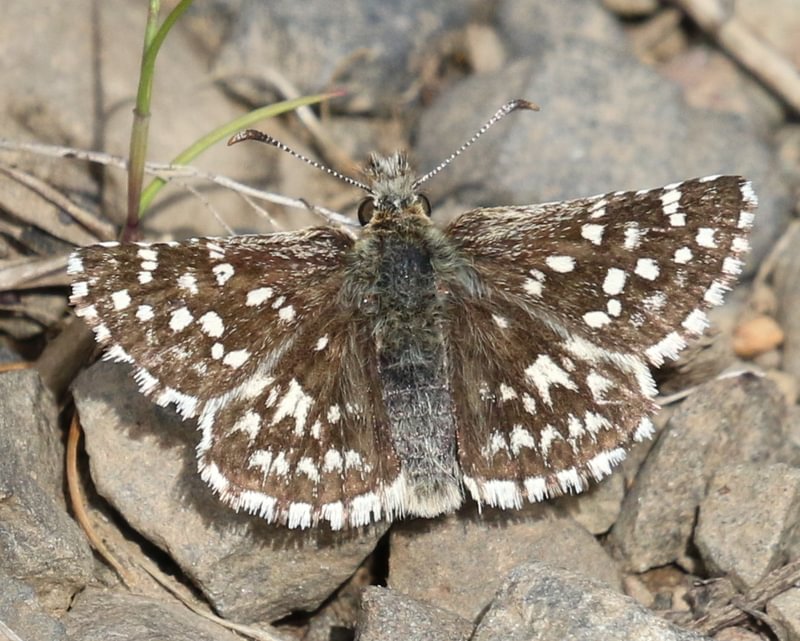 Two-banded Checkered-Skipper Pyrgus ruralis – Wild Columbia County