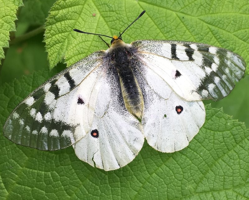 Clodius Parnassian Parnassius clodius – Wild Columbia County