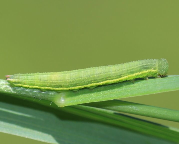 Common Ringlet Coenonympha california larva – Wild Columbia County