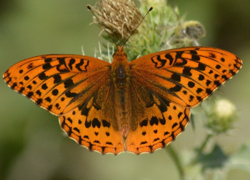 male Great Spangled Fritillary Speyeria cybele – Wild Columbia County