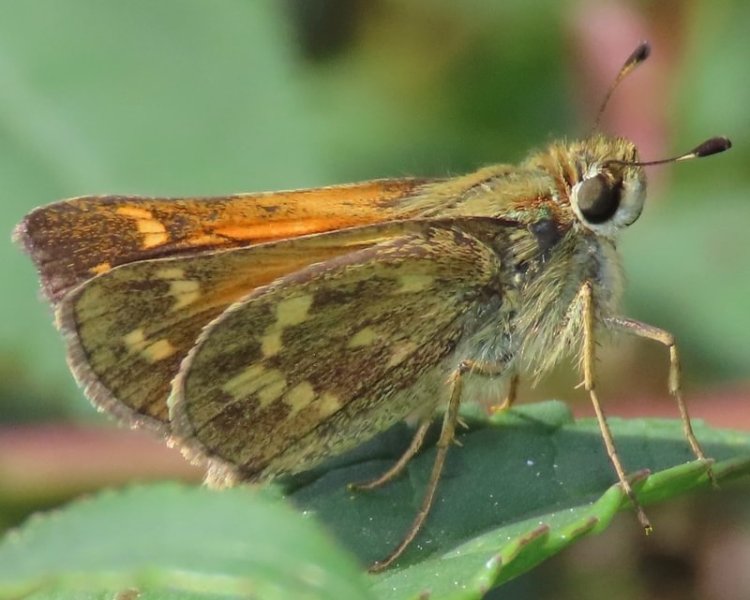 Field Sachem Atalopedes campestris campestris – Wild Columbia County