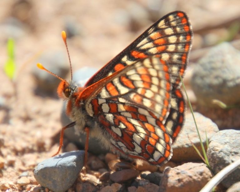 Rare and extirpated butterflies of Northwest Oregon – Wild Columbia County