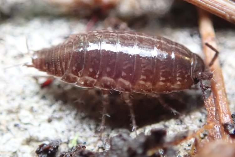 Crustaceans, millipedes, and centipedes of Columbia County, Oregon ...