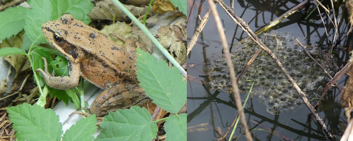 Northern Red-legged Frog egg masses – Wild Columbia County