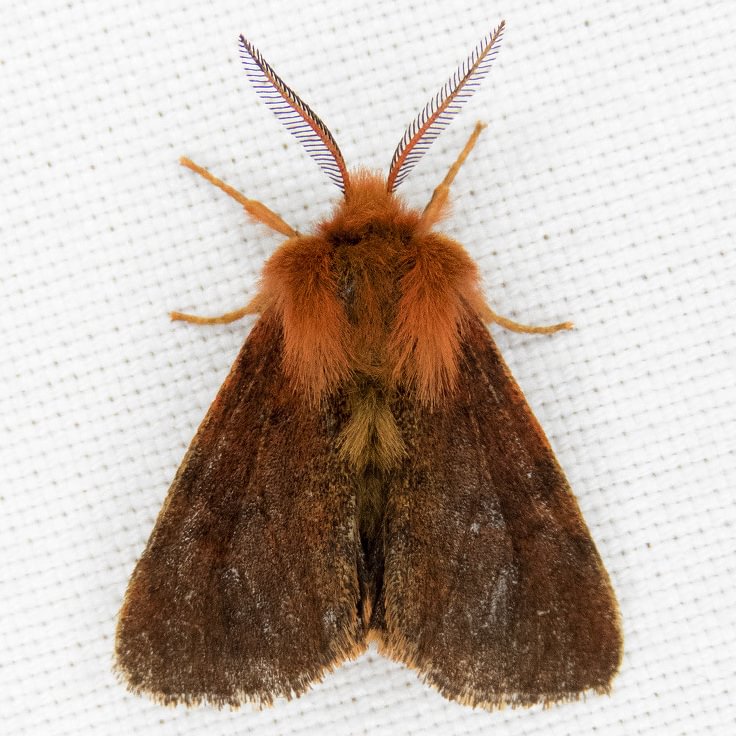Tiger, Tussock, Prominent and Hooktip Moths of Columbia County, Oregon ...