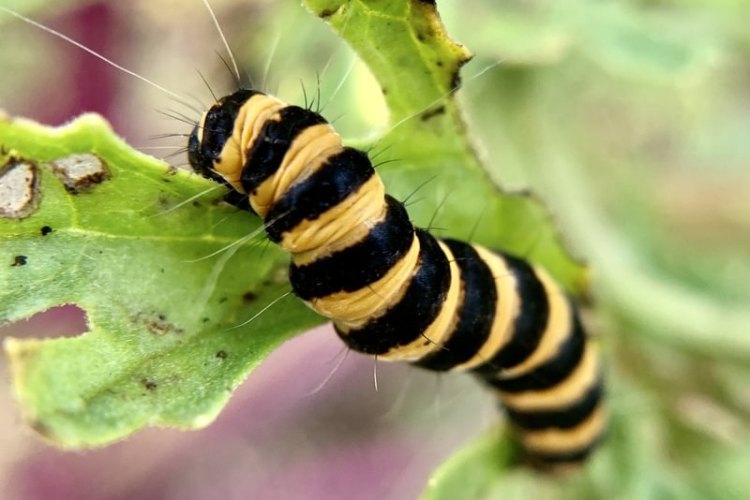 Tiger, Tussock, Prominent and Hooktip Moths of Columbia County, Oregon ...
