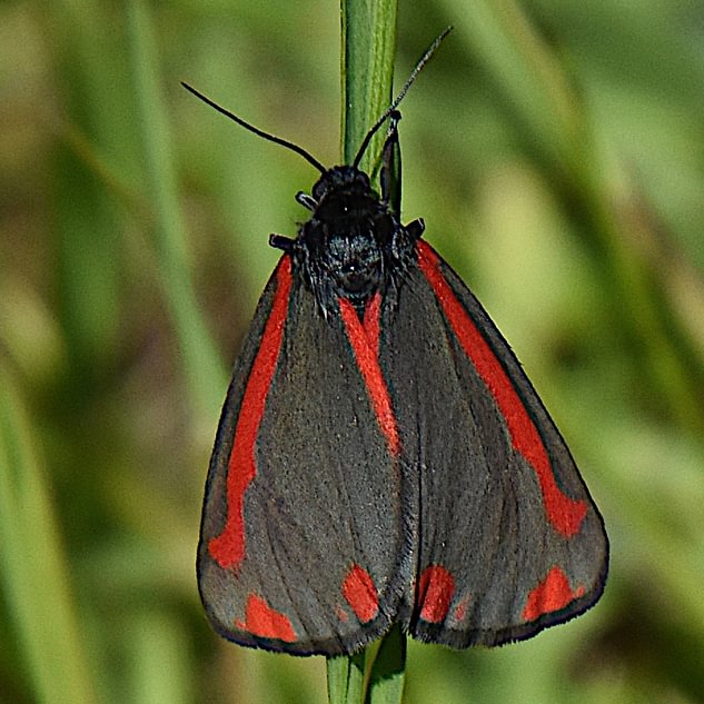 Tiger, Tussock, Prominent and Hooktip Moths of Columbia County, Oregon ...