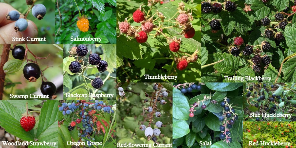Berry picking season in the forest – Wild Columbia County