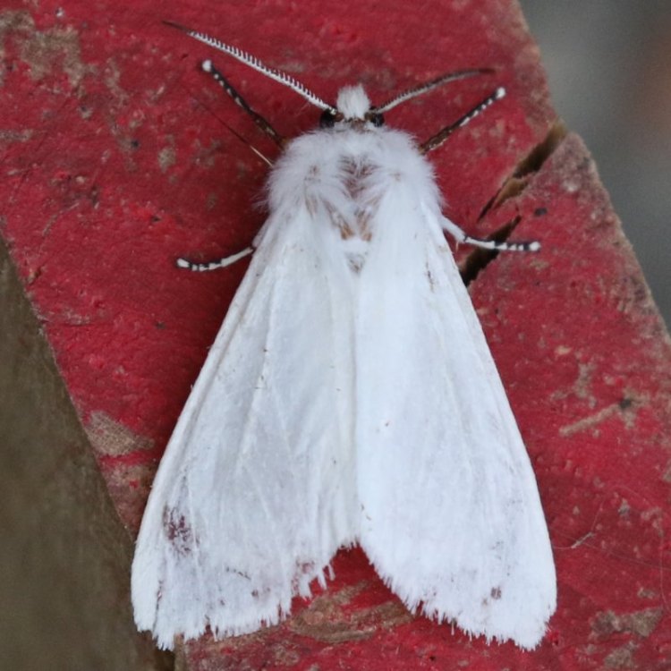 Tiger, Tussock, Prominent and Hooktip Moths of Columbia County, Oregon ...