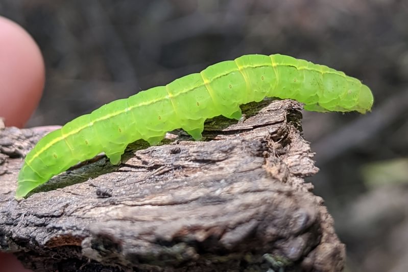 Herald Moth larva Scoliopteryx libatrix – Wild Columbia County