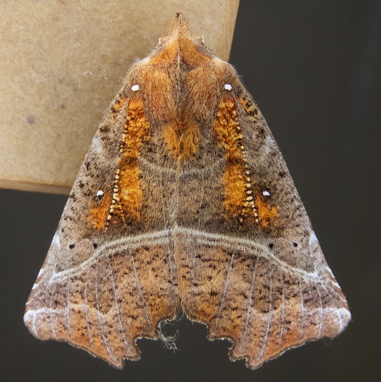 Herald Moth Scoliopteryx libatrix – Wild Columbia County