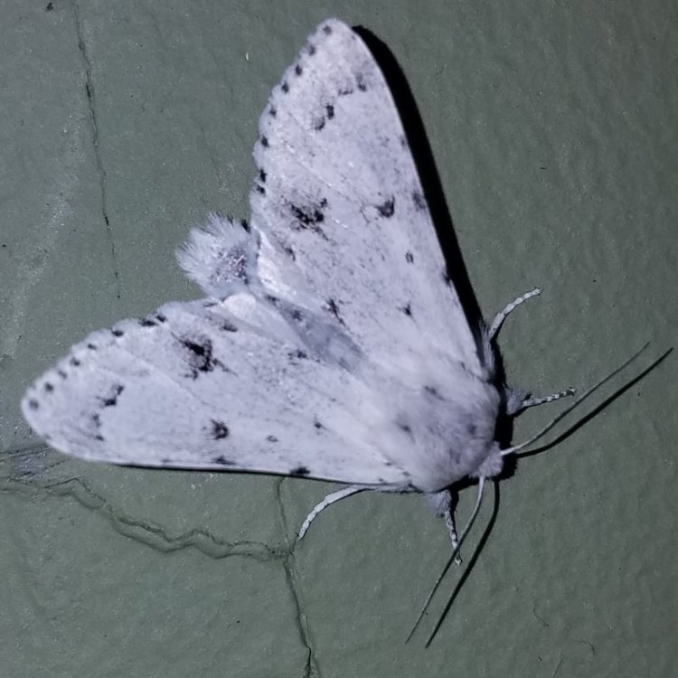 Miller Dagger Acronicta vulpina – Wild Columbia County