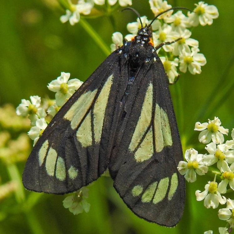 Tiger, Tussock, Prominent and Hooktip Moths of Columbia County, Oregon ...