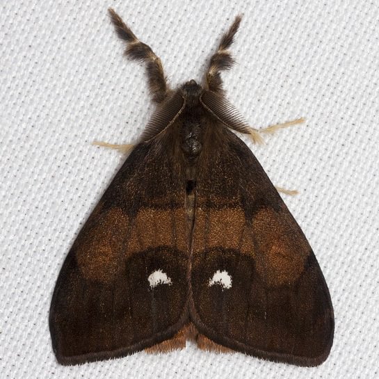 Tiger, Tussock, Prominent and Hooktip Moths of Columbia County, Oregon ...