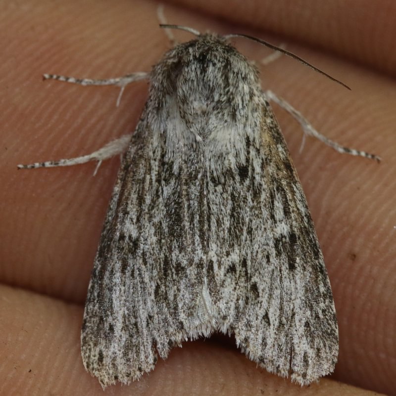 Smeared Dagger Acronicta oblinita – Wild Columbia County