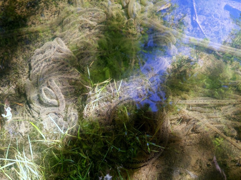 The humble toads hang on – Wild Columbia County