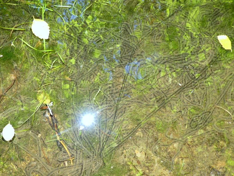 The humble toads hang on – Wild Columbia County