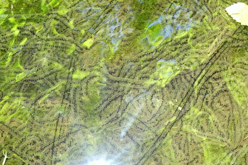 The humble toads hang on – Wild Columbia County