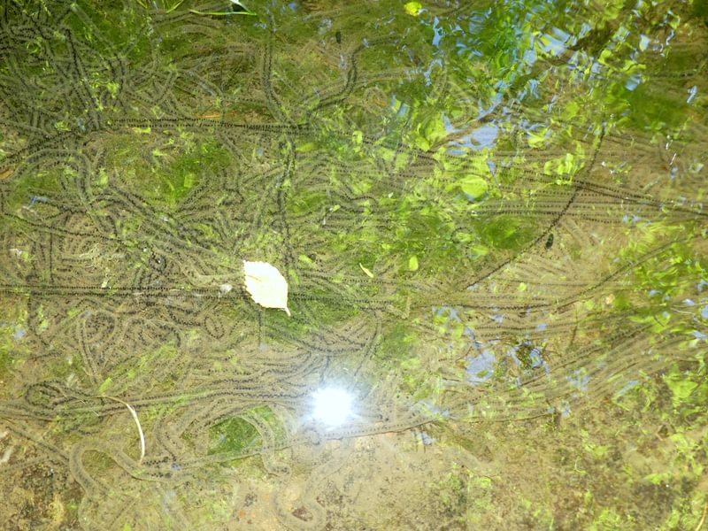 The humble toads hang on – Wild Columbia County